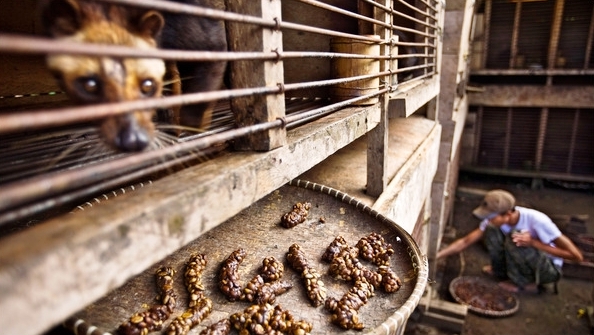 Curiosidades del Mundo: El café de civeta o kopi luwak coffe: el café ...