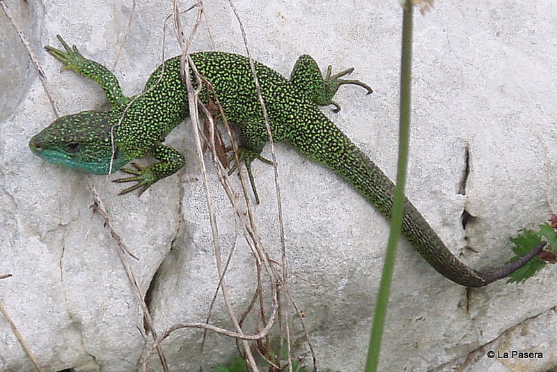 Tales from Toriello: Limestone in the garden and extending the ...