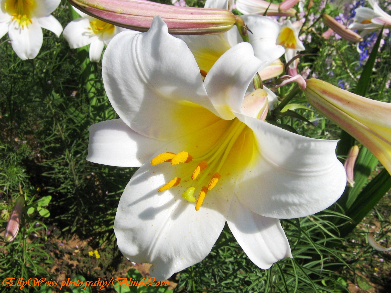 Blind Love: Crinul imperial (Lilium regale)