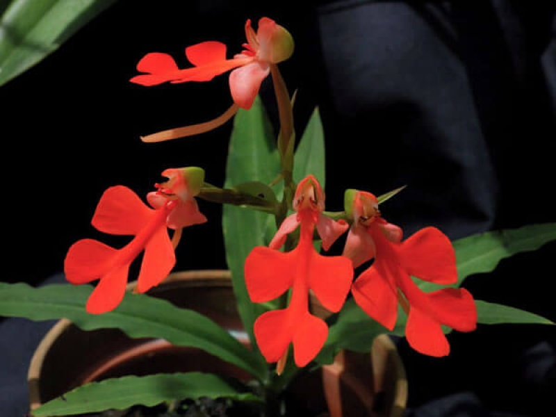 Habenaria rhodocheila care and culture | Travaldo's blog