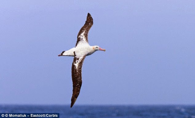 Τέχνης Σύμπαν και Φιλολογία: Προϊστορικός «γλάρος»-γίγαντας. Pelagornis ...