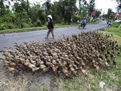 Tips Ternak: cara ternak itik petelur