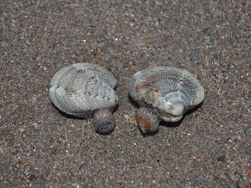 ZOOTOGRAFIANDO (6.100 ANIMALS): CHIRLA (Chamelea gallina)