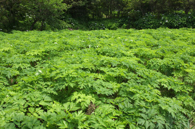 How to Make Ashitaba as Food or Drink from the Tomorrow Plant ...