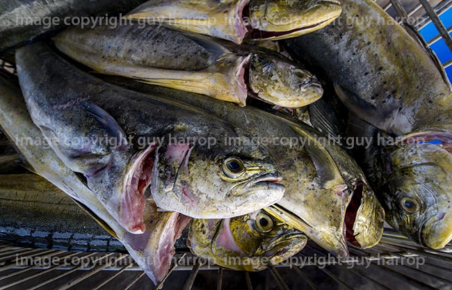 Westcountry PR Photographer: Bajan smiles and fresh fish in Barbados