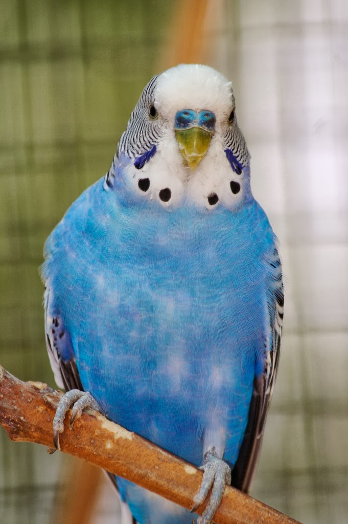 Pericos australianos, Las Características Más Interesantes De Esta Ave ...