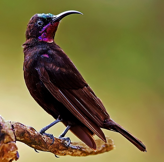 Amethyst Sunbird Facts Information And Pictures | All Wildlife Photographs