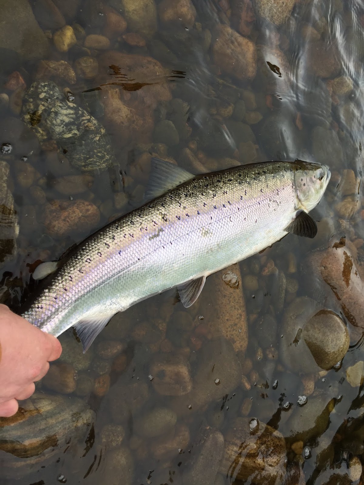 Dee & Don Salmon Fishing: 11lb Salmon From Commonty