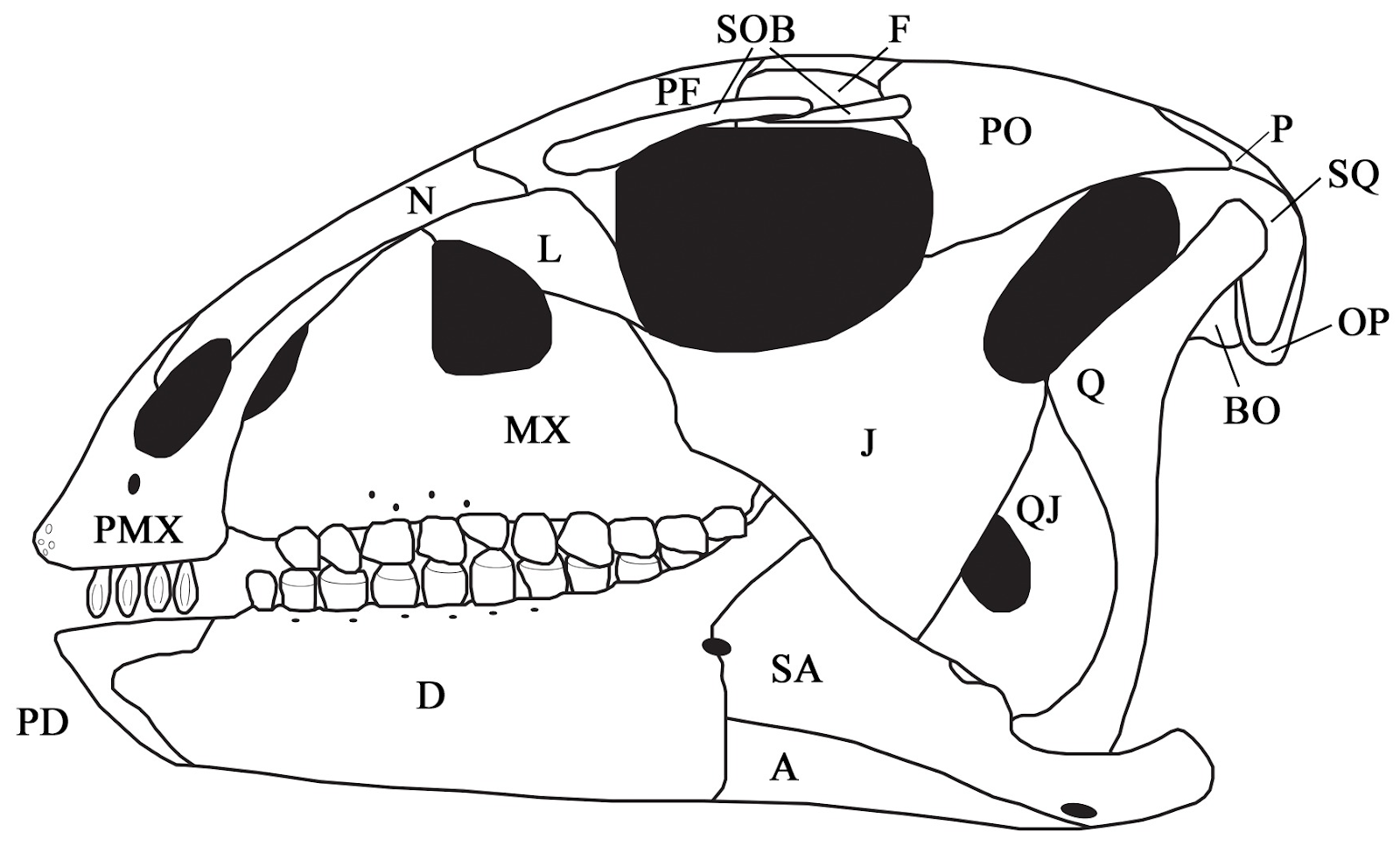 Species New to Science: [Paleontology • 2019] Convolosaurus marri • A ...