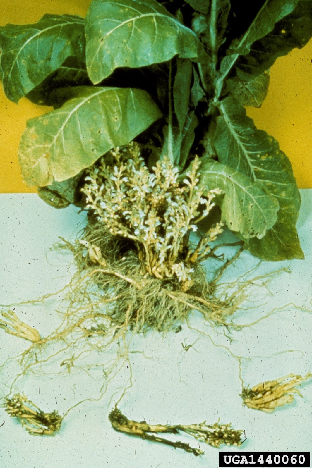 Earth and Space News: North American Hemp Broomrape Gardens: Parasites ...