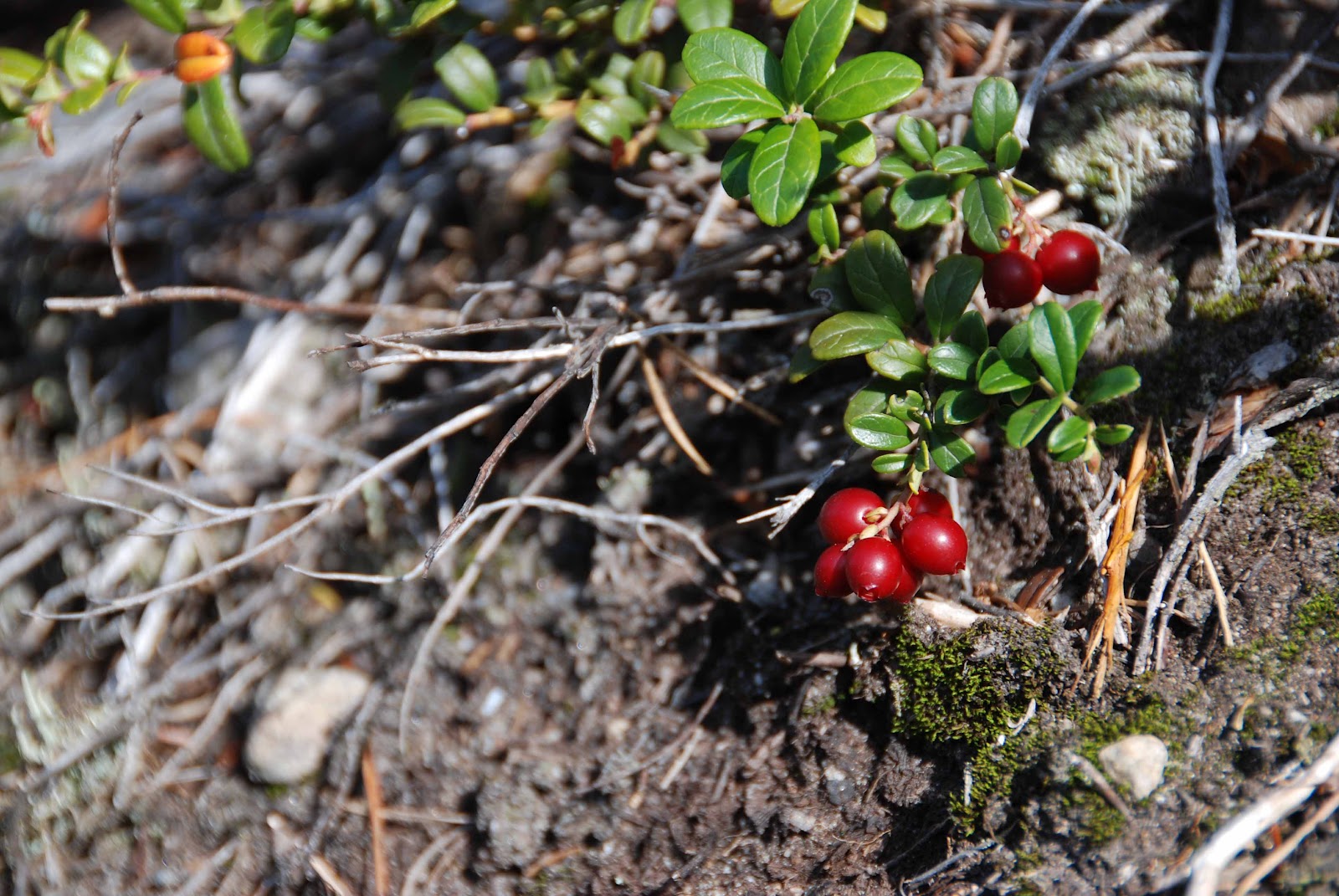 Arte di Carte: Lingon