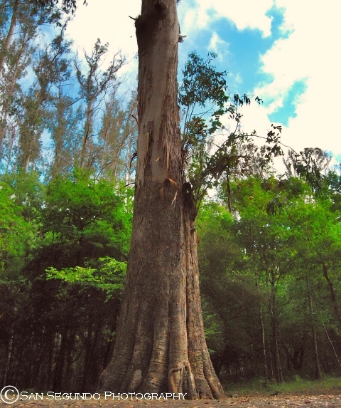 EL BUSCABOSQUES: "UNA VISITA A EL ABUELO" Souto da Retorta-Chavín ...