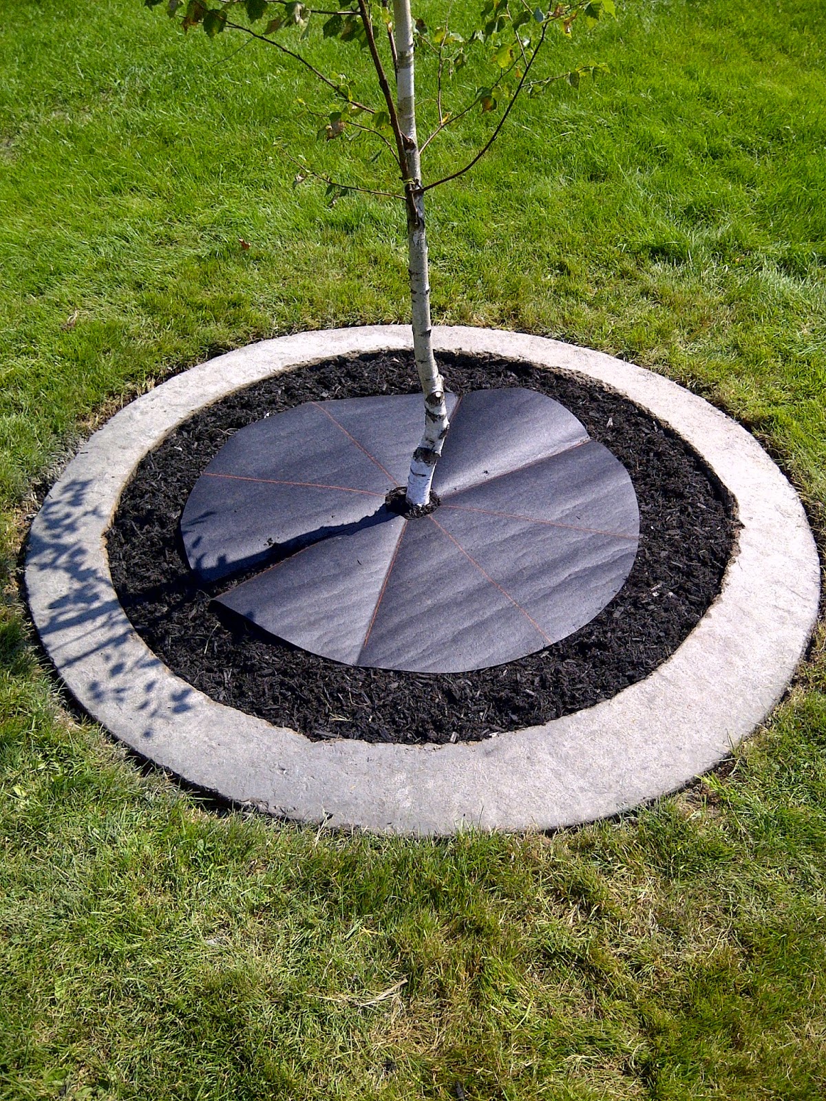 Another Day Another Project: Concrete Borders for Trees