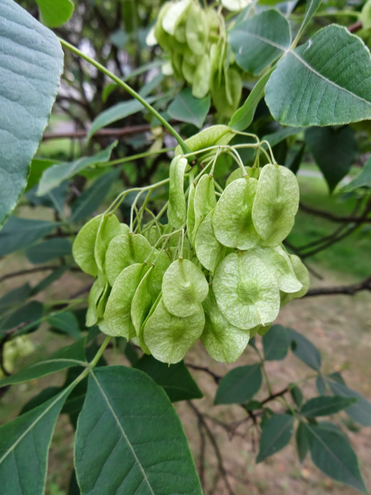 Herbs from Distant Lands: Ptelea trifoliata - Hop Tree, Wafer Ash
