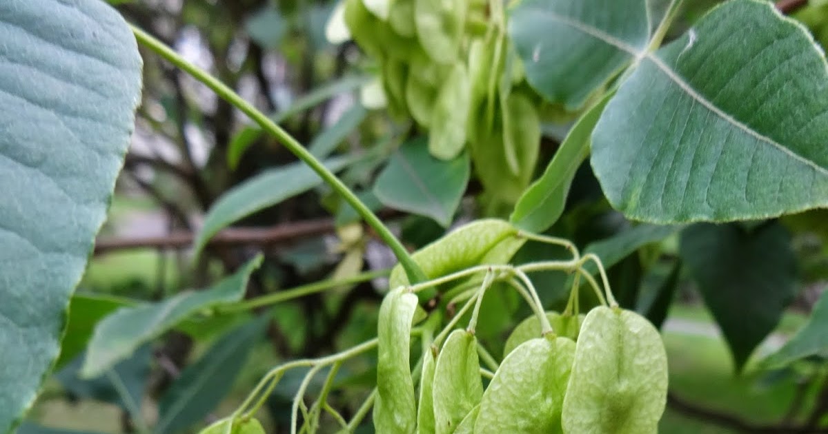 Herbs from Distant Lands: Ptelea trifoliata - Hop Tree, Wafer Ash