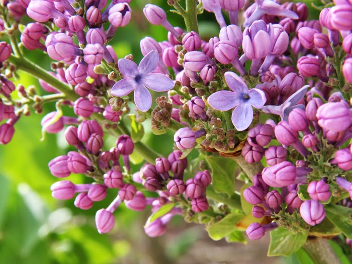 on the brightside...: photography | lilacs in golden hour