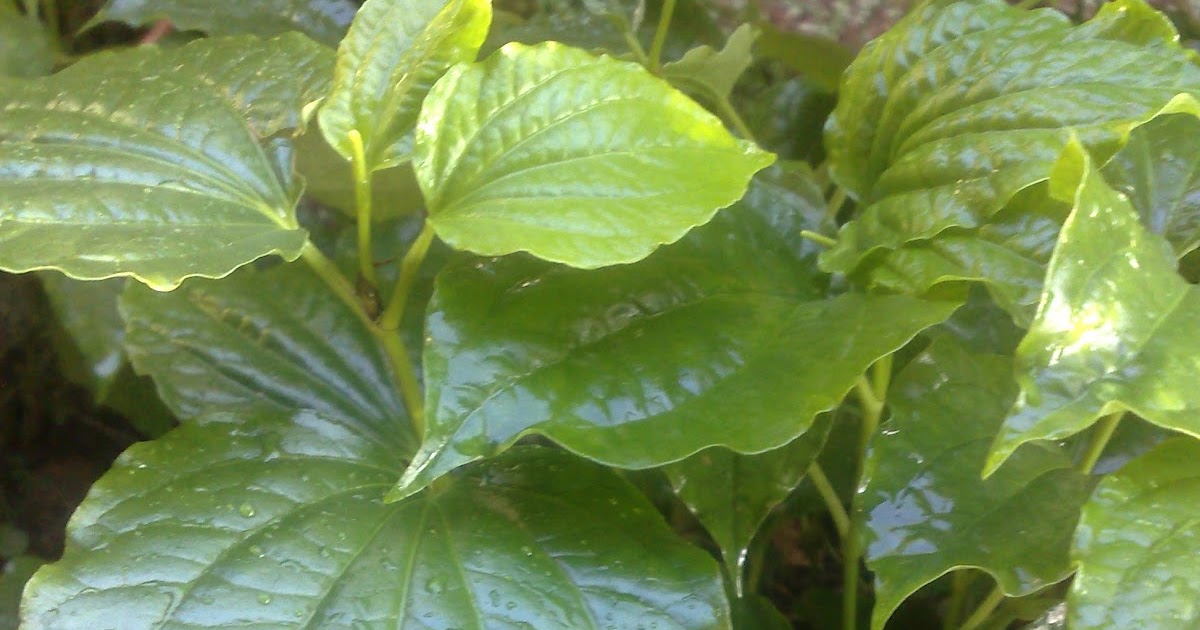 FAMILY JANNATI: POKOK KADUK