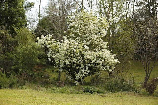 hidden art of homemaking: The Glorious Month of April
