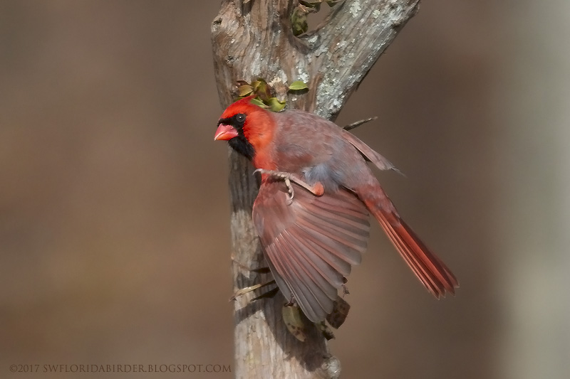 A Bird Sanctuary In Killingworth, CT Pt. II | Focusing on Wildlife