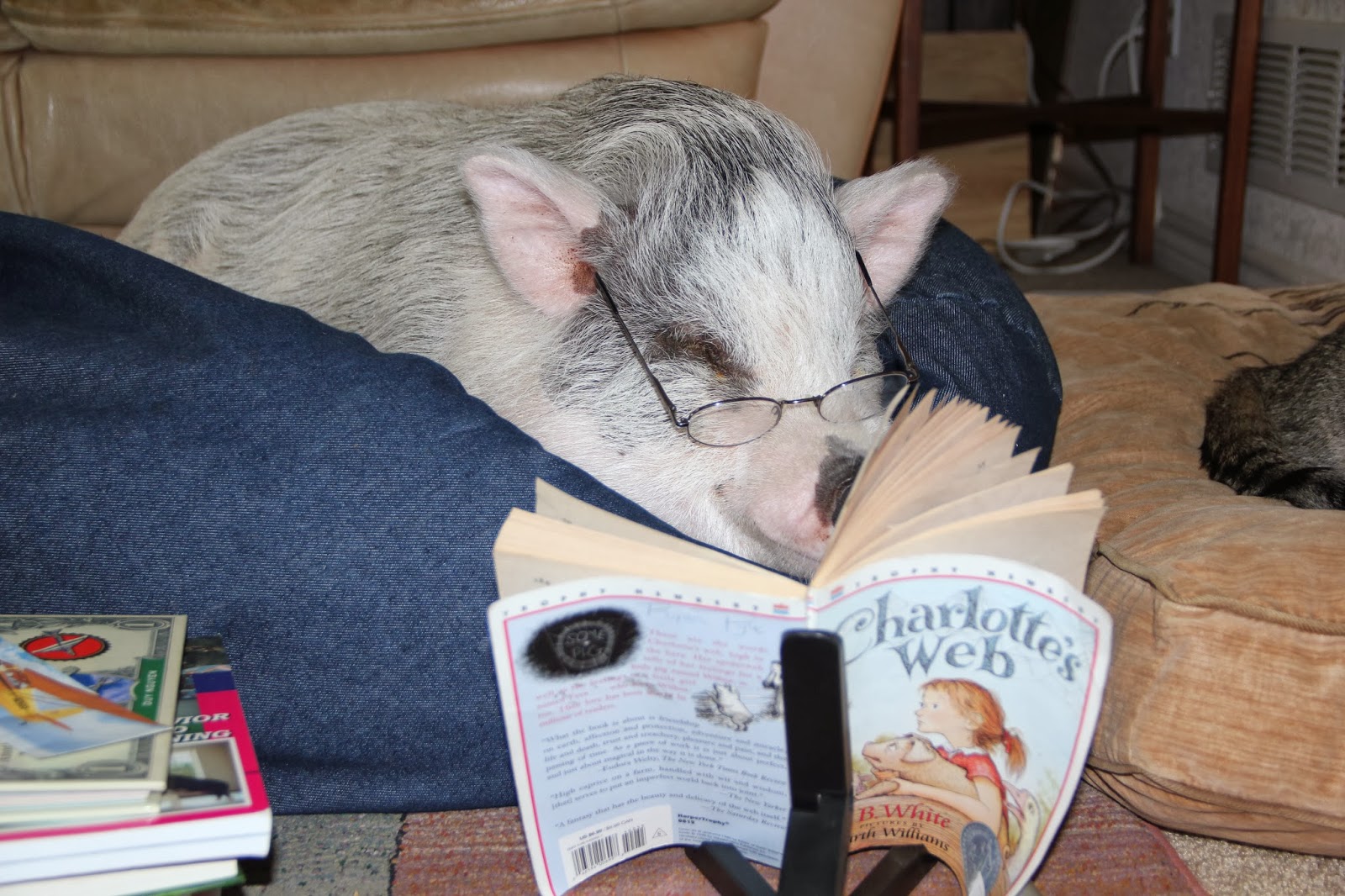 Crazy Mini-Pig Oscar M.: The Well Read Pig
