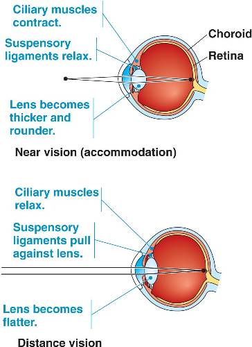 Nik's IGCSE Biology: 2.87 understand the function of the eye in ...