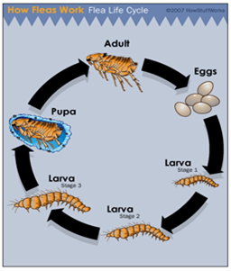 FLEAS?: Siklus Hidup Pinjal