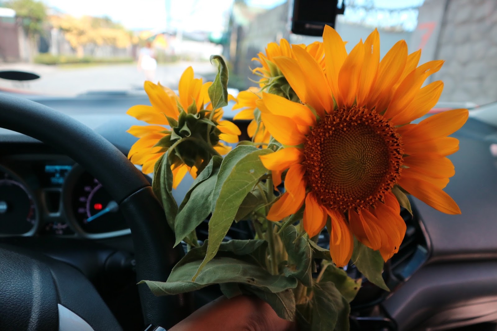 Sunflowers bloom in Naga's flower farms in Pacol ~ Naga City Deck
