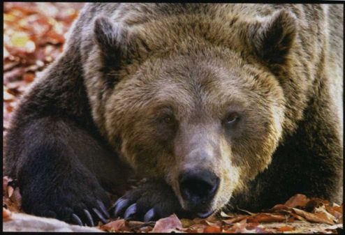 Animais da Mata Atlântica e da Savana: Urso negro americano