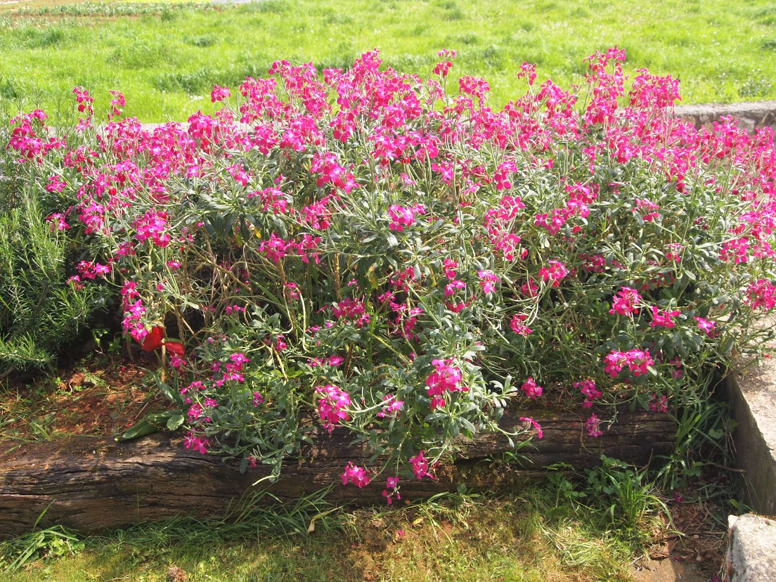 POR TIERRAS DE CANTABRIA: Los alhelíes