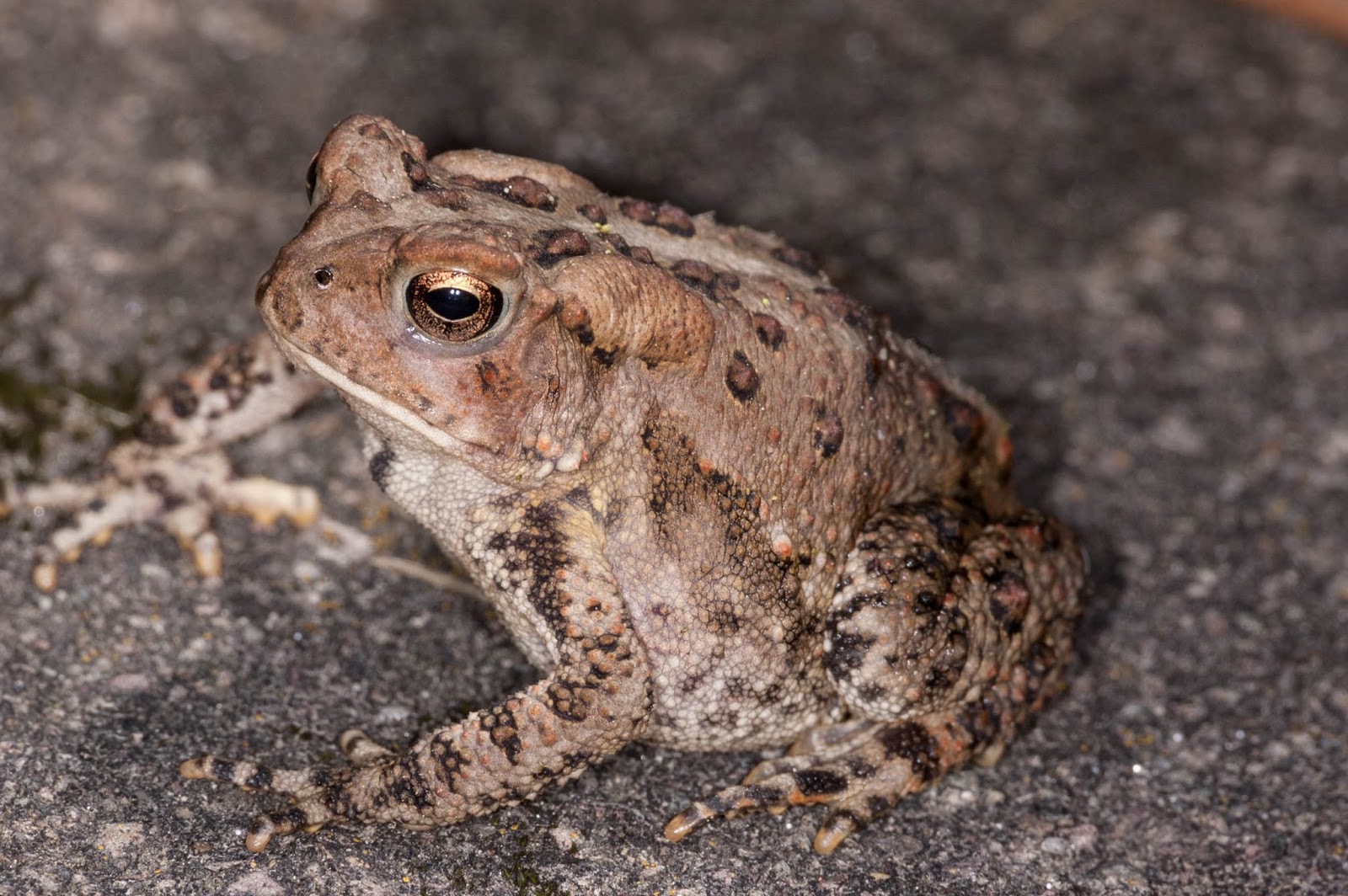 Champlain Islands' Nature: American Toad