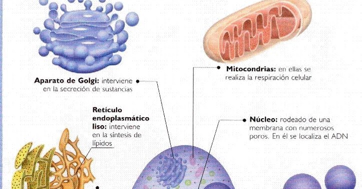 Orgánulos. ~Hola~ Biología