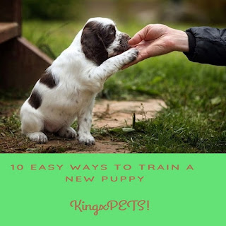 10 easy ways to train a new puppy