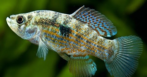 Flagfish - Fishes World - HD Images & Free Photos