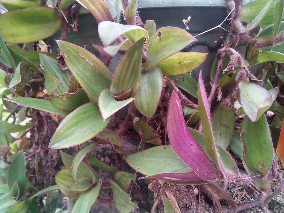 Khasiat Pokok Telinga Kera | Panas