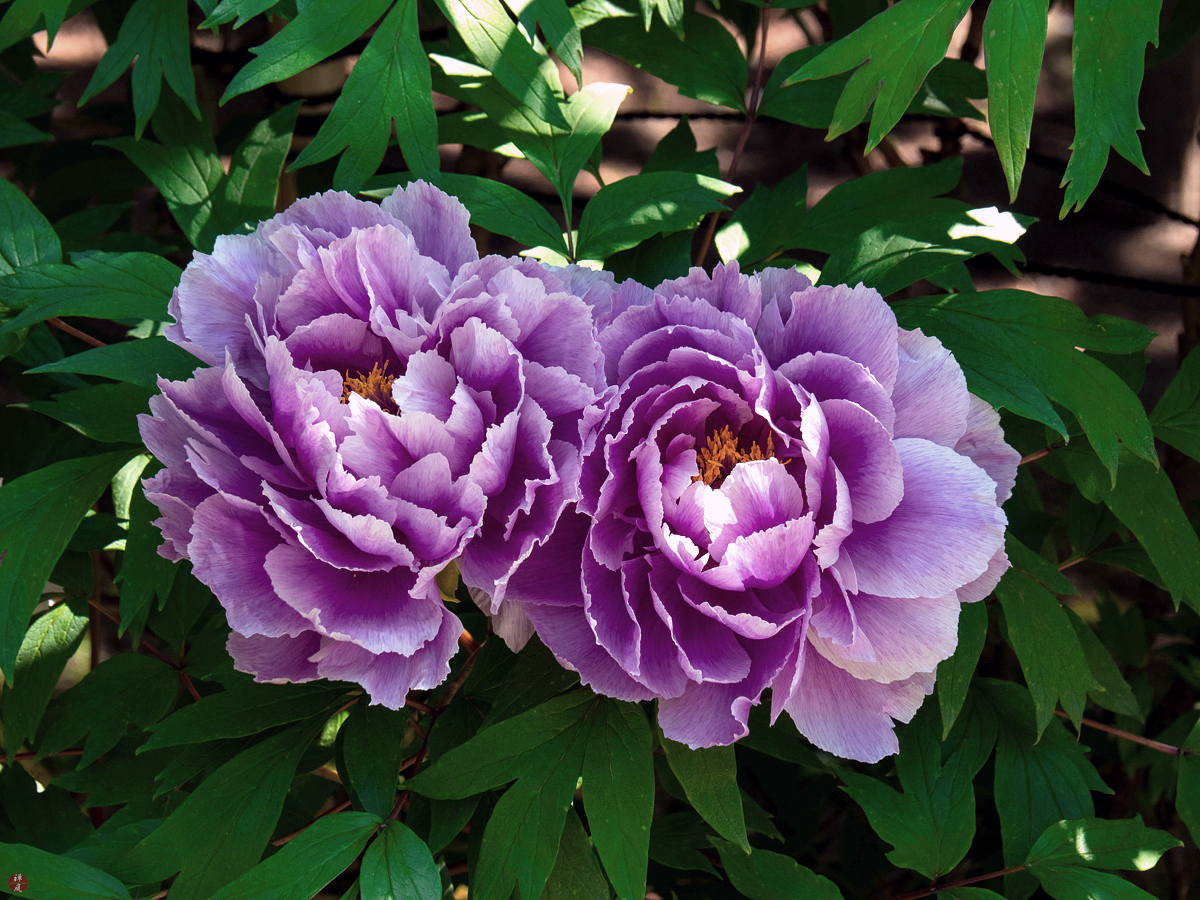 FROM THE GARDEN OF ZEN: Peony flowers: Kencho-ji