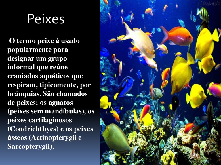 Filo cordados: peixes condrictes e osteíctes. | Biologia: A ciência da vida