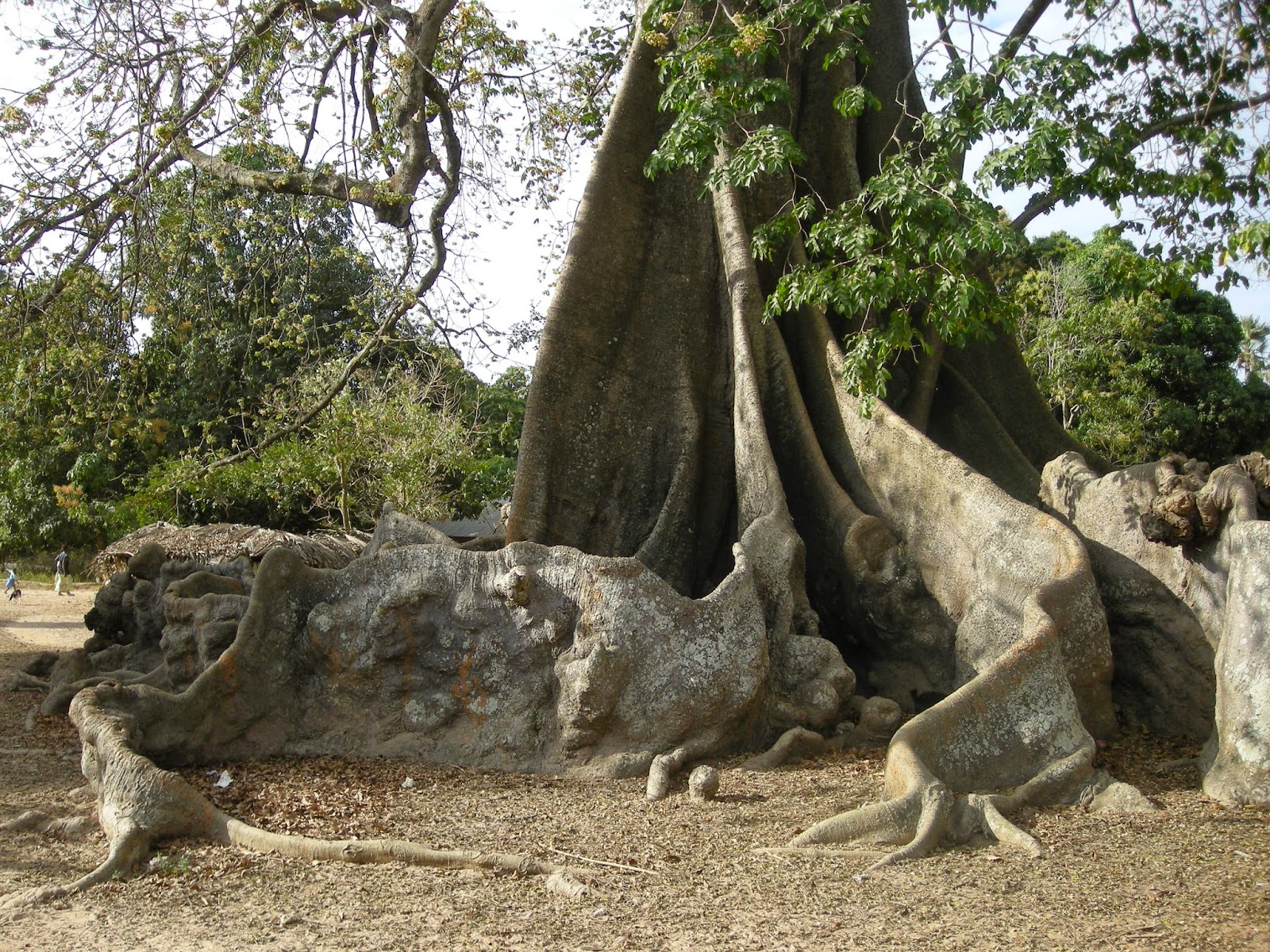 Ecoturismo en Senegal: Mlomp / Mlomp