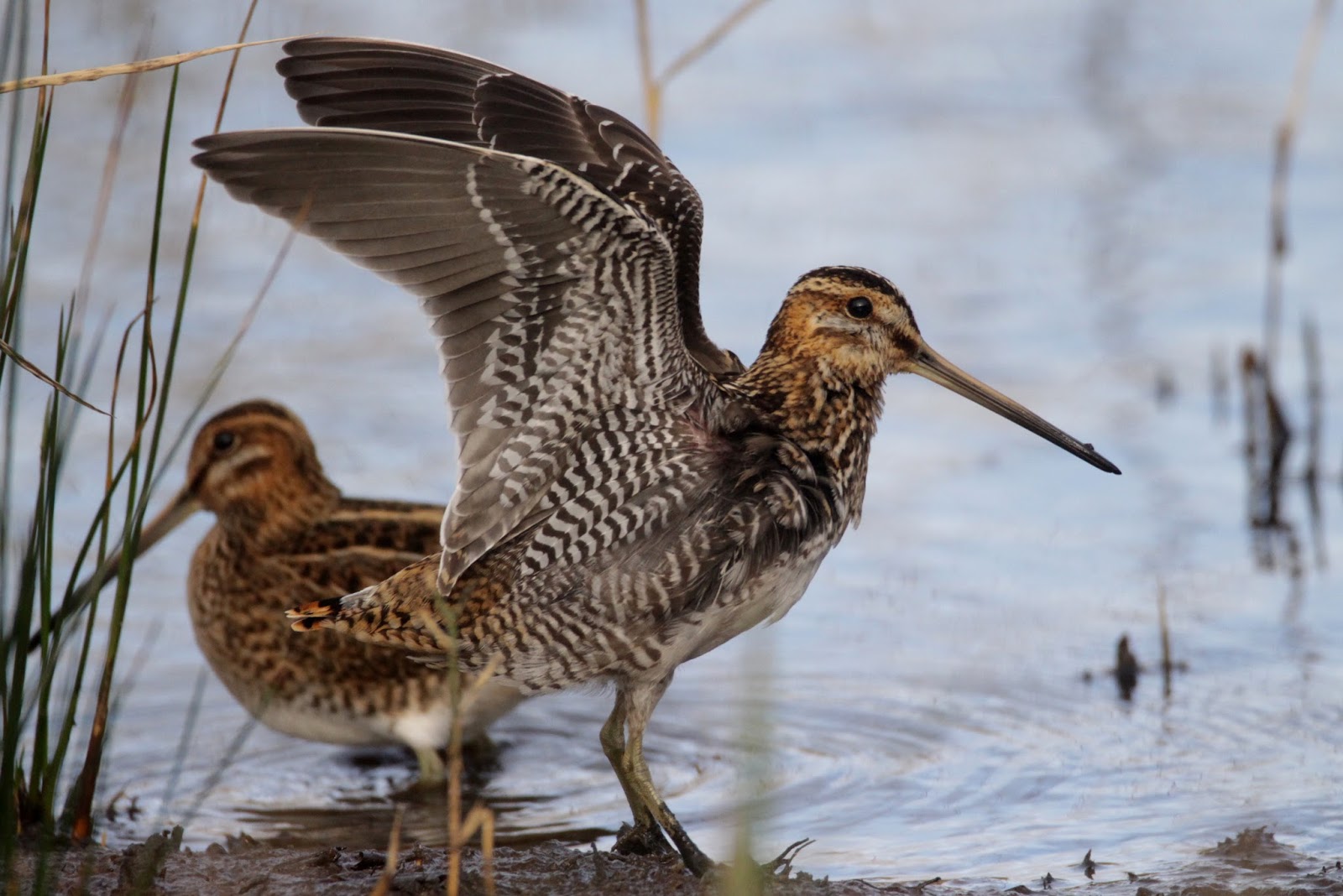SCILLYSPIDER: A new WILSON'S SNIPE at Lower Moors
