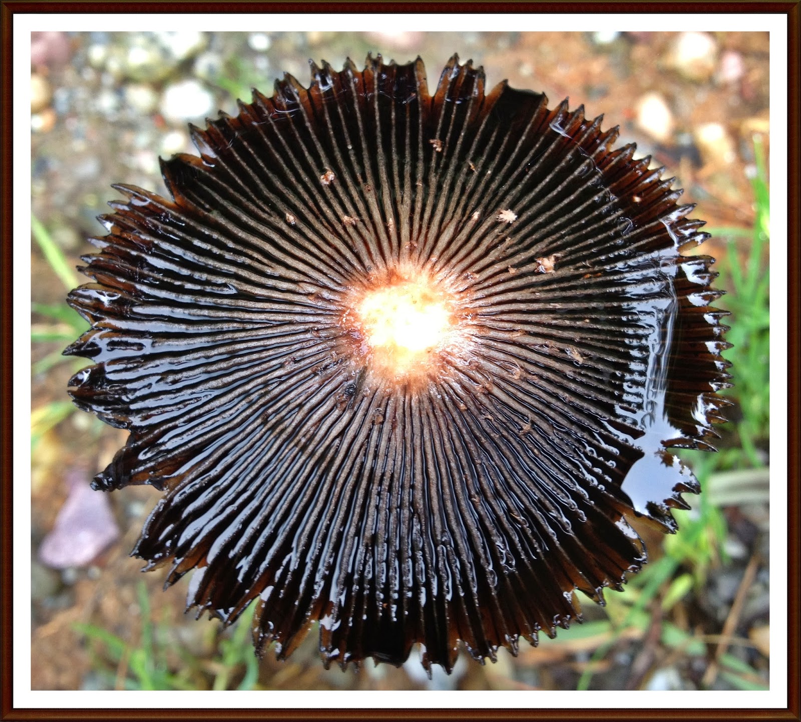 HD Pic of Forest Black Mushroom which appears for few minutes only