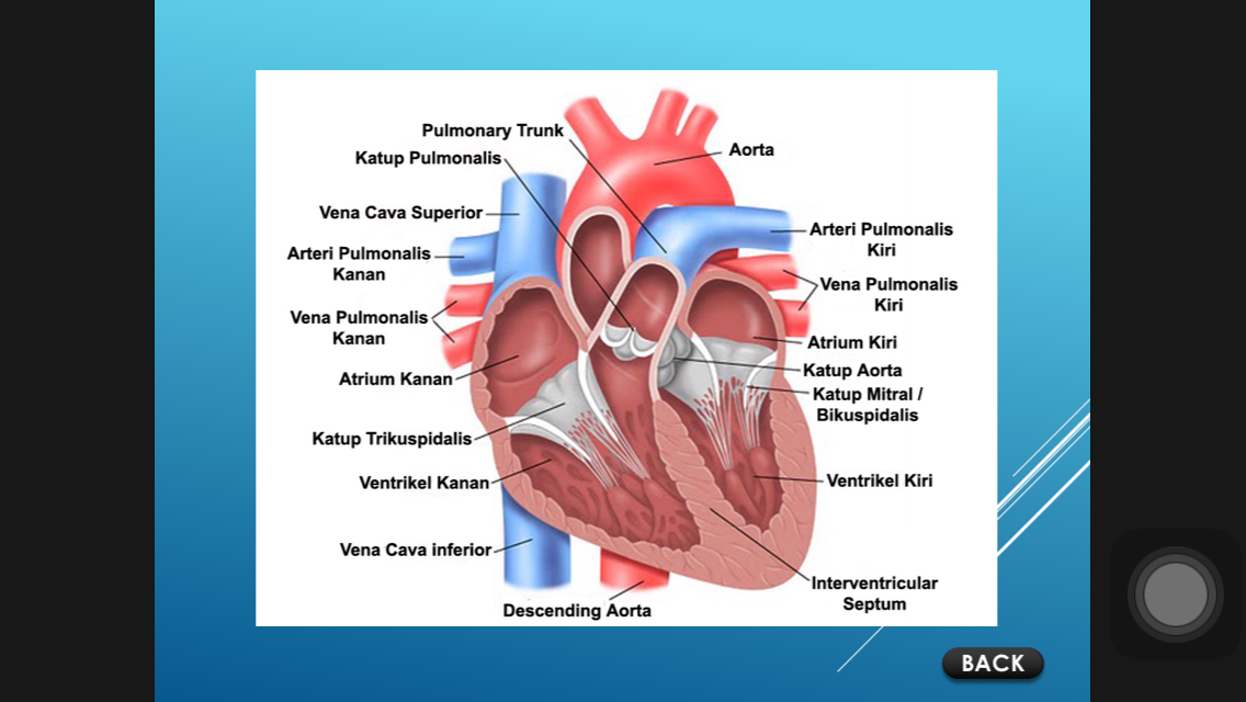 SAYANGI JANTUNG KITA: ANATOMI FISIOLOGI JANTUNG