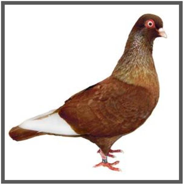 Old Vienna Highflyer | BD PIGEONS