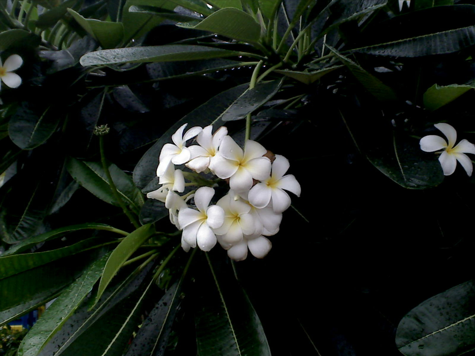 FLOWERS IN THE PHILIPPINES: Kalachuchi Flower