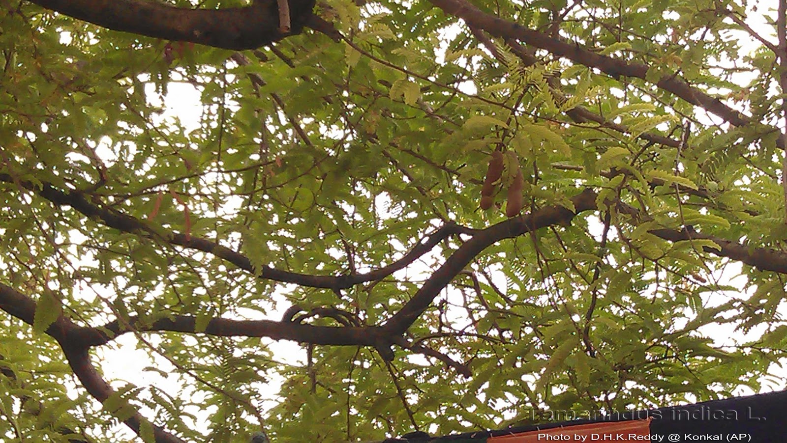 Medicinal Plants: Tamarindus indica Imli Tamarind Chinta Puli