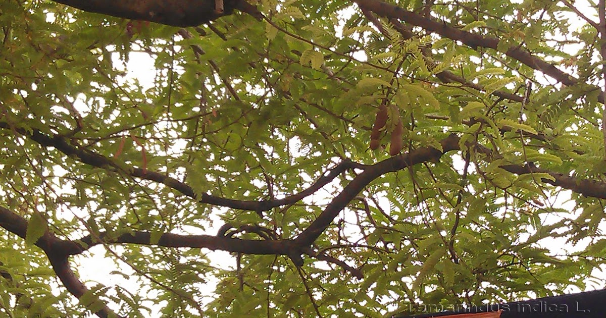 Medicinal Plants: Tamarindus indica Imli Tamarind Chinta Puli