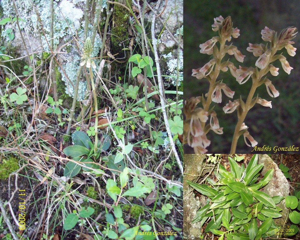 FOTOS DE FLORA NATIVA Y ADVENTICIAS DE URUGUAY : Cyclopogon elatus ...