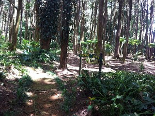 FORESTRY IN MAURITIUS: SOPHIE NATURE WALK