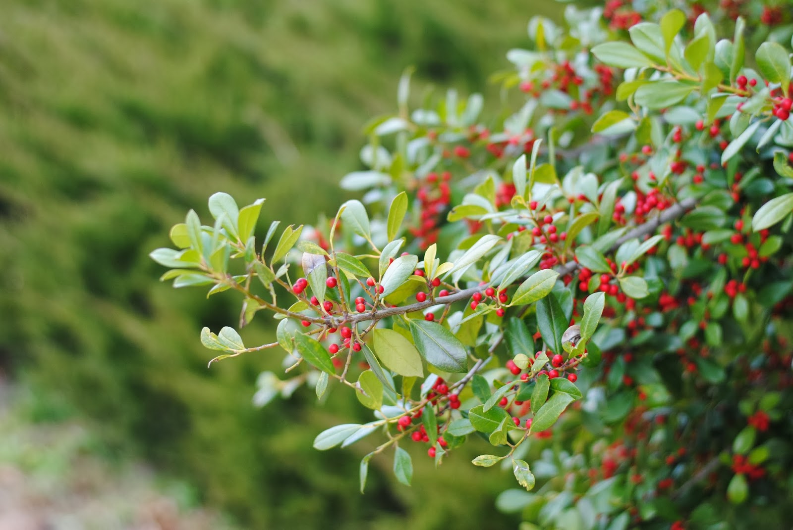 Double M Photography: Berry Hedge | Day 37 of 365
