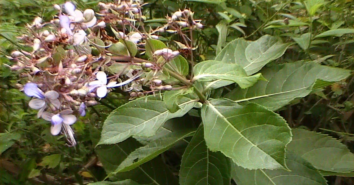 Trend Populer 24+ Daun Senggugu