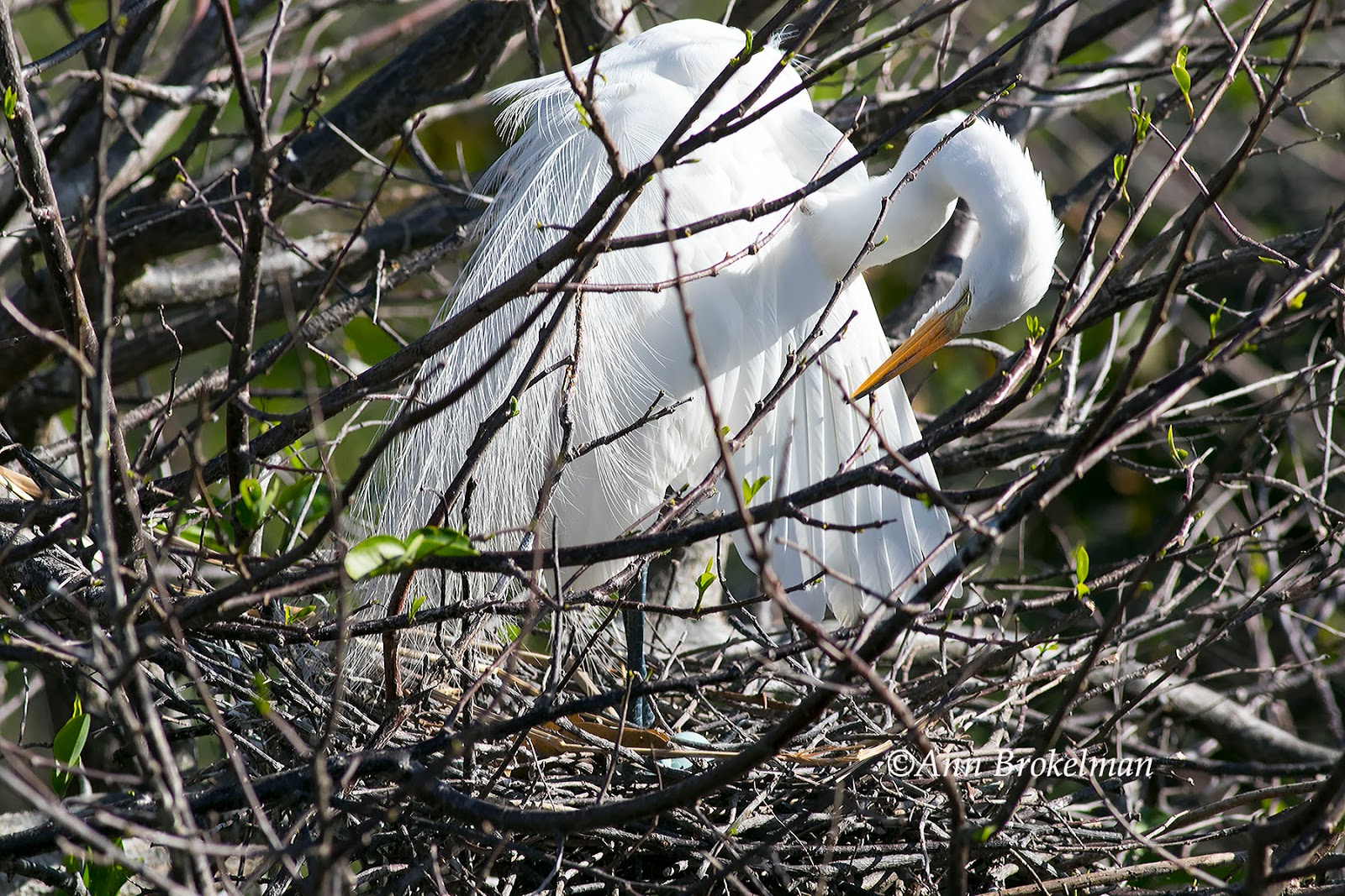 Ann Brokelman Photography: Great Egret on Nest with one baby and eggs ...