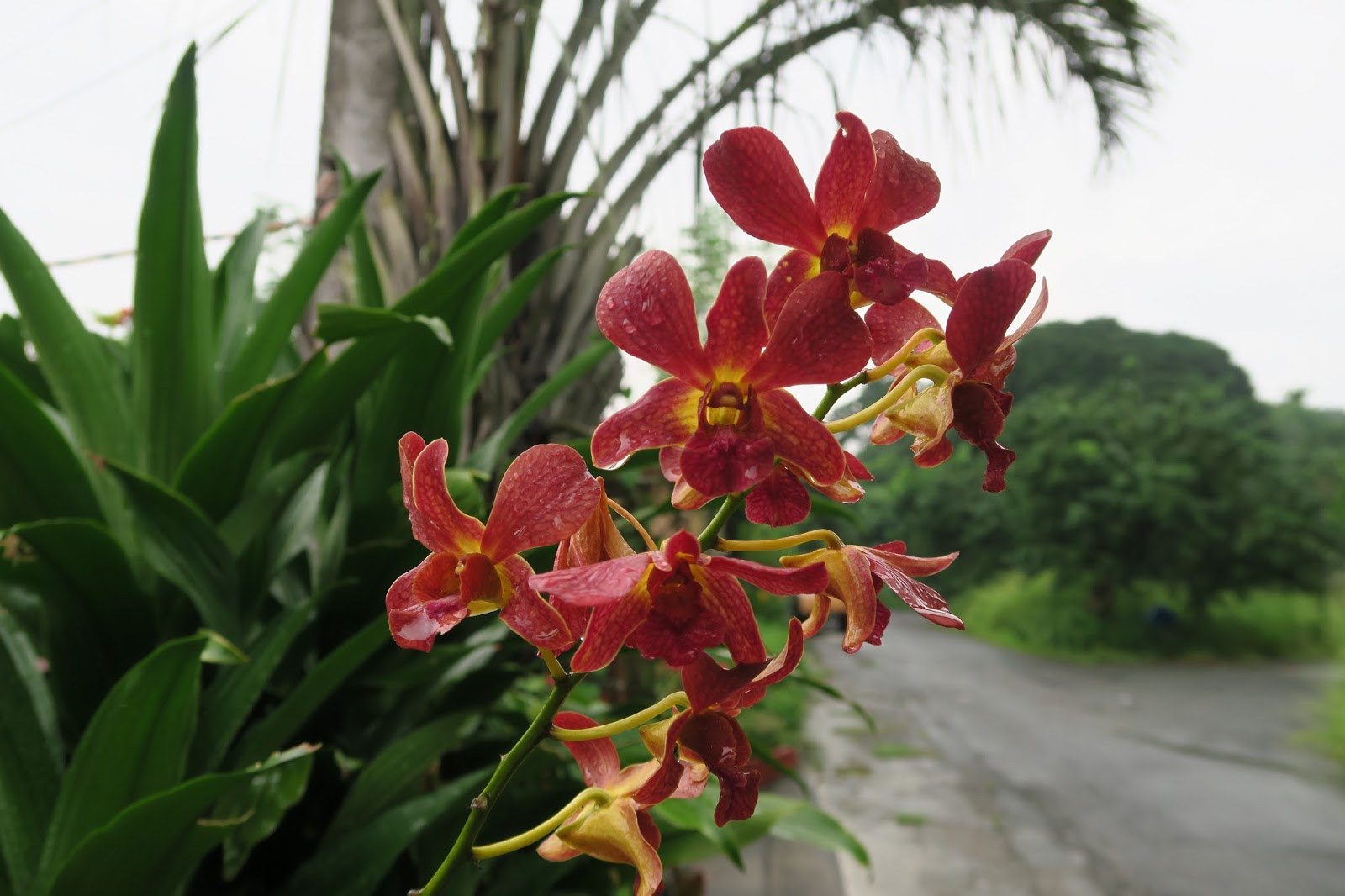 Kleyns In The Philippines: * Flowers (Mga Bulaklak) 2